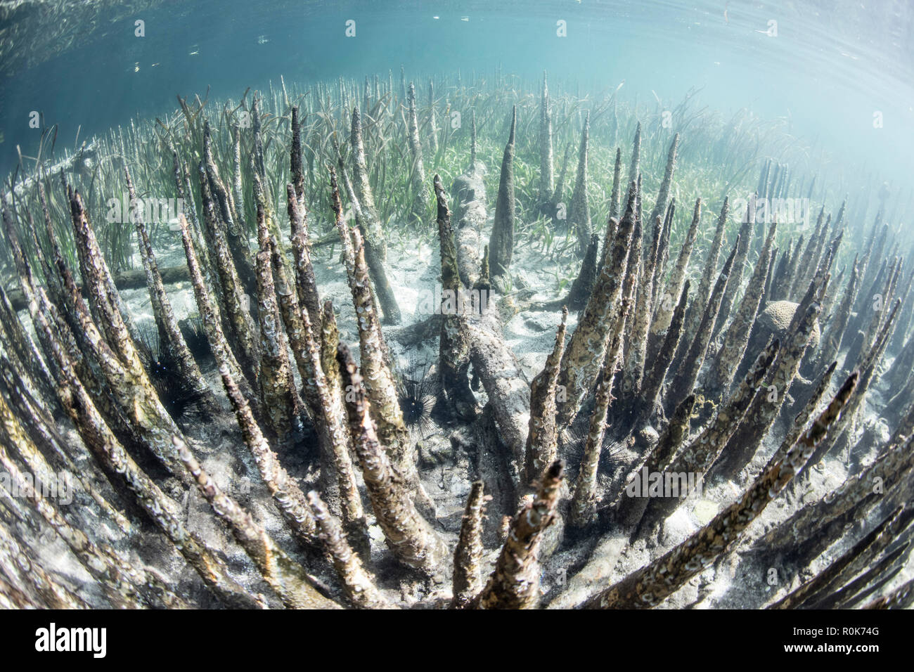 Pneumatophore root hi-res stock photography and images - Alamy