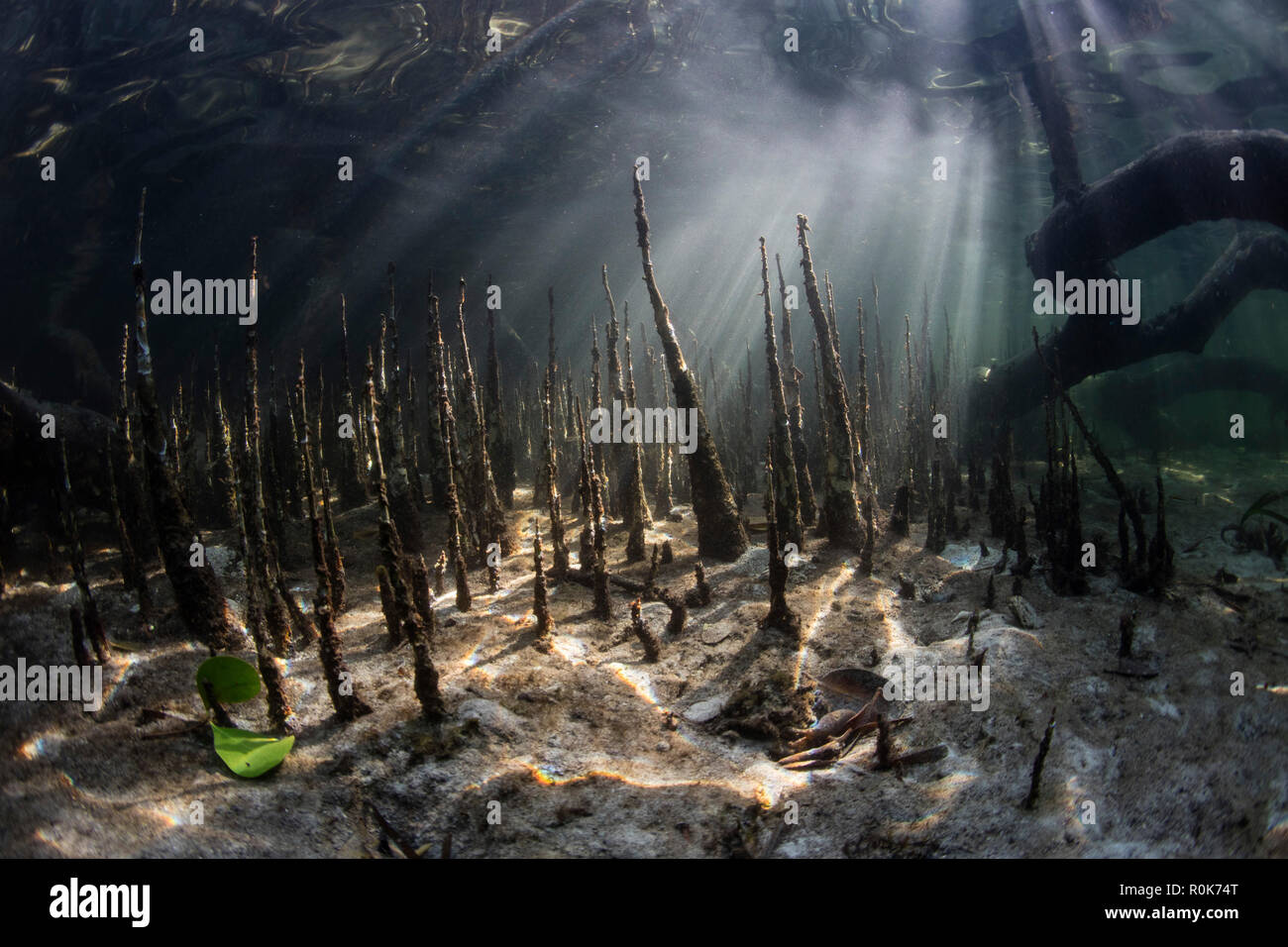 Pneumatophore root hi-res stock photography and images - Alamy
