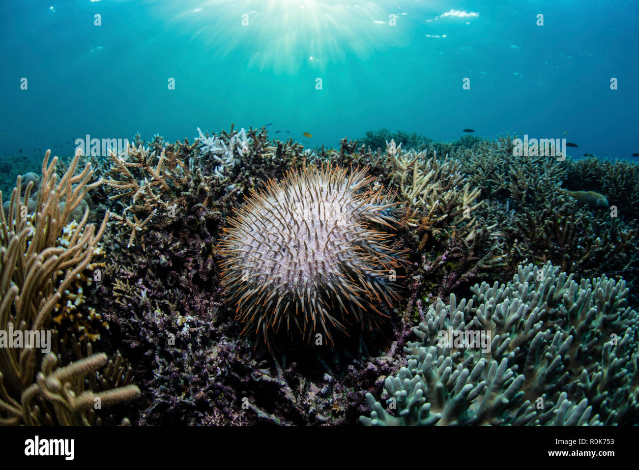 Crown corals hi-res stock photography and images - Alamy