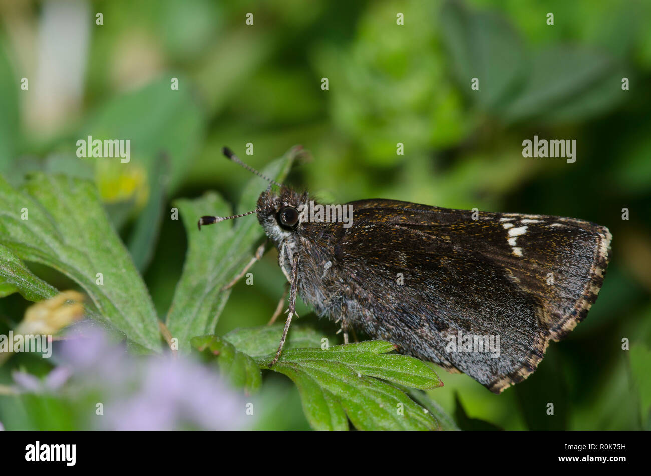 Common Roadside-Skipper, Amblyscirtes vialis Stock Photo - Alamy