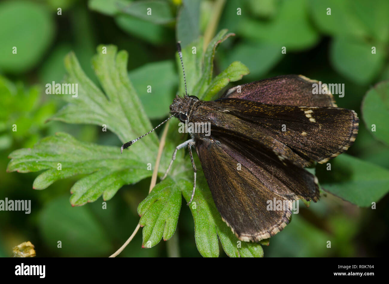 Common Roadside-Skipper, Amblyscirtes vialis Stock Photo - Alamy