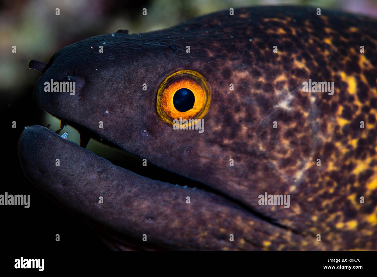 A yellow-margined moray eel, Gymnothorax flavimarginatus Stock Photo ...