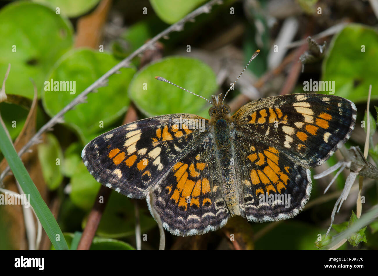 Phyciodes butterfly hi-res stock photography and images - Alamy