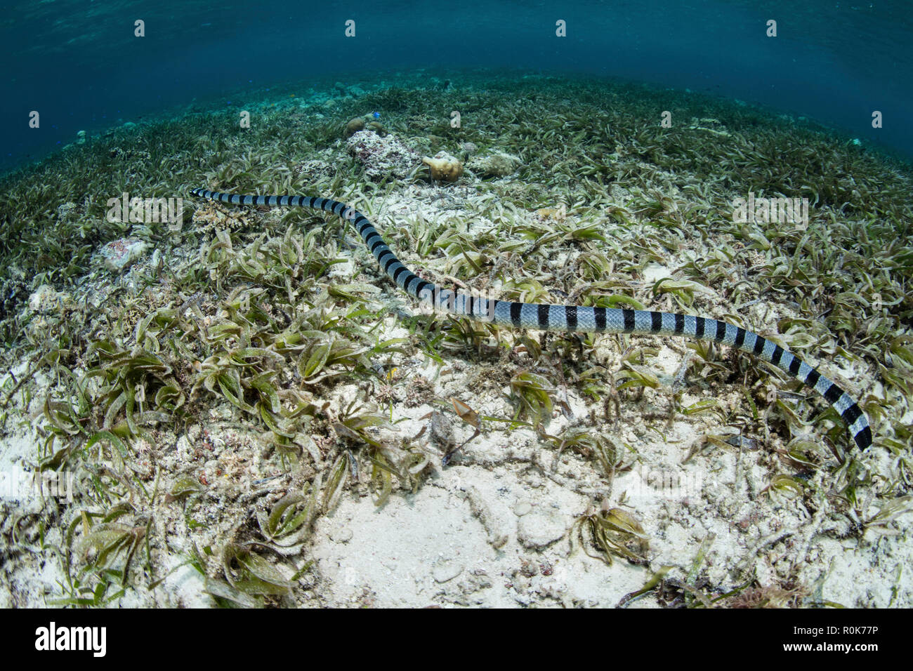 Sea snake snakes ocean serpent hi-res stock photography and images - Alamy