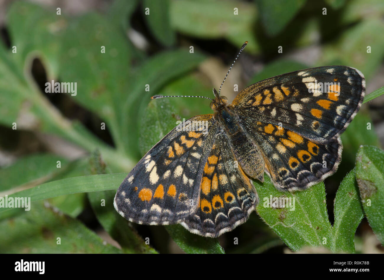 Phaon Crescent, Phyciodes phaon, female Stock Photo - Alamy