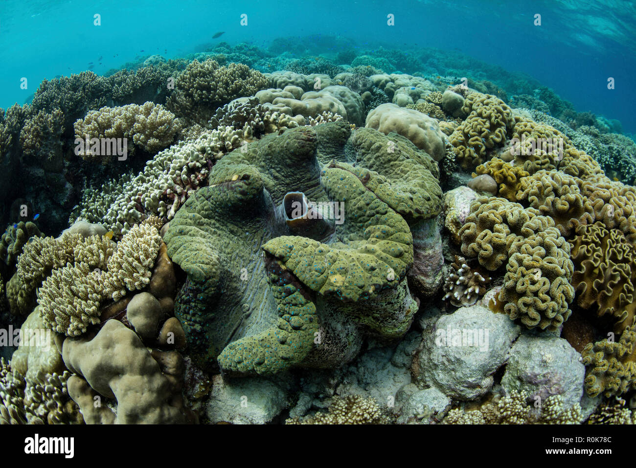 A huge giant clam, Tridacna gigas, grows in Wakatobi National Park ...