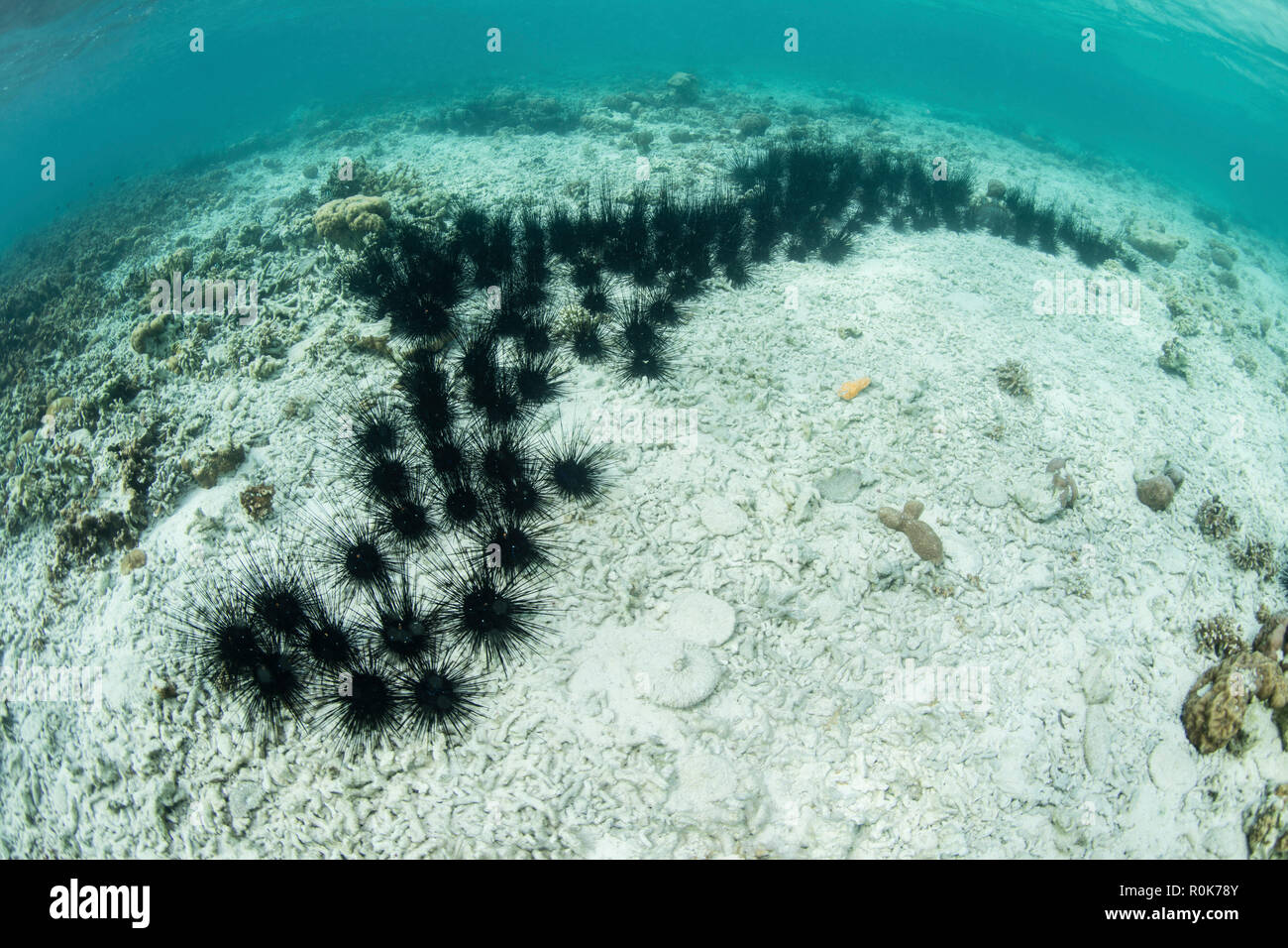 Black spiny urchins feed on algae on the shallow seafloor Stock Photo ...