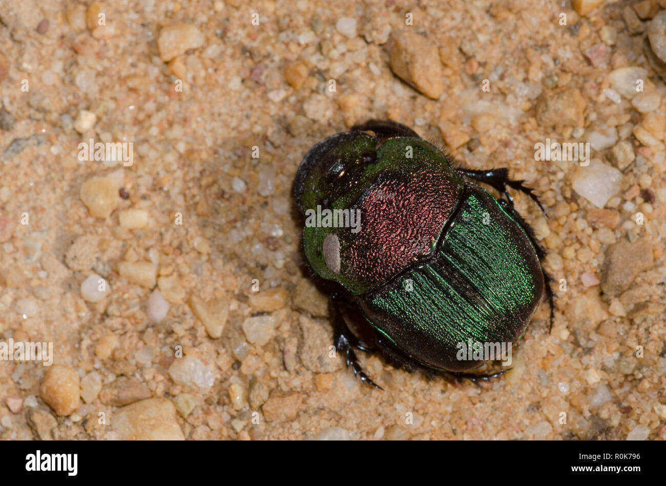 Rainbow Scarab, Phanaeus vindex Stock Photo - Alamy