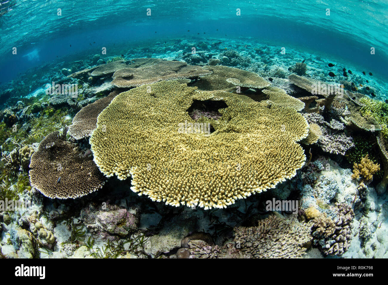 Healthy table corals, Acropora sp., thrive in the shallows of Wakatobi ...