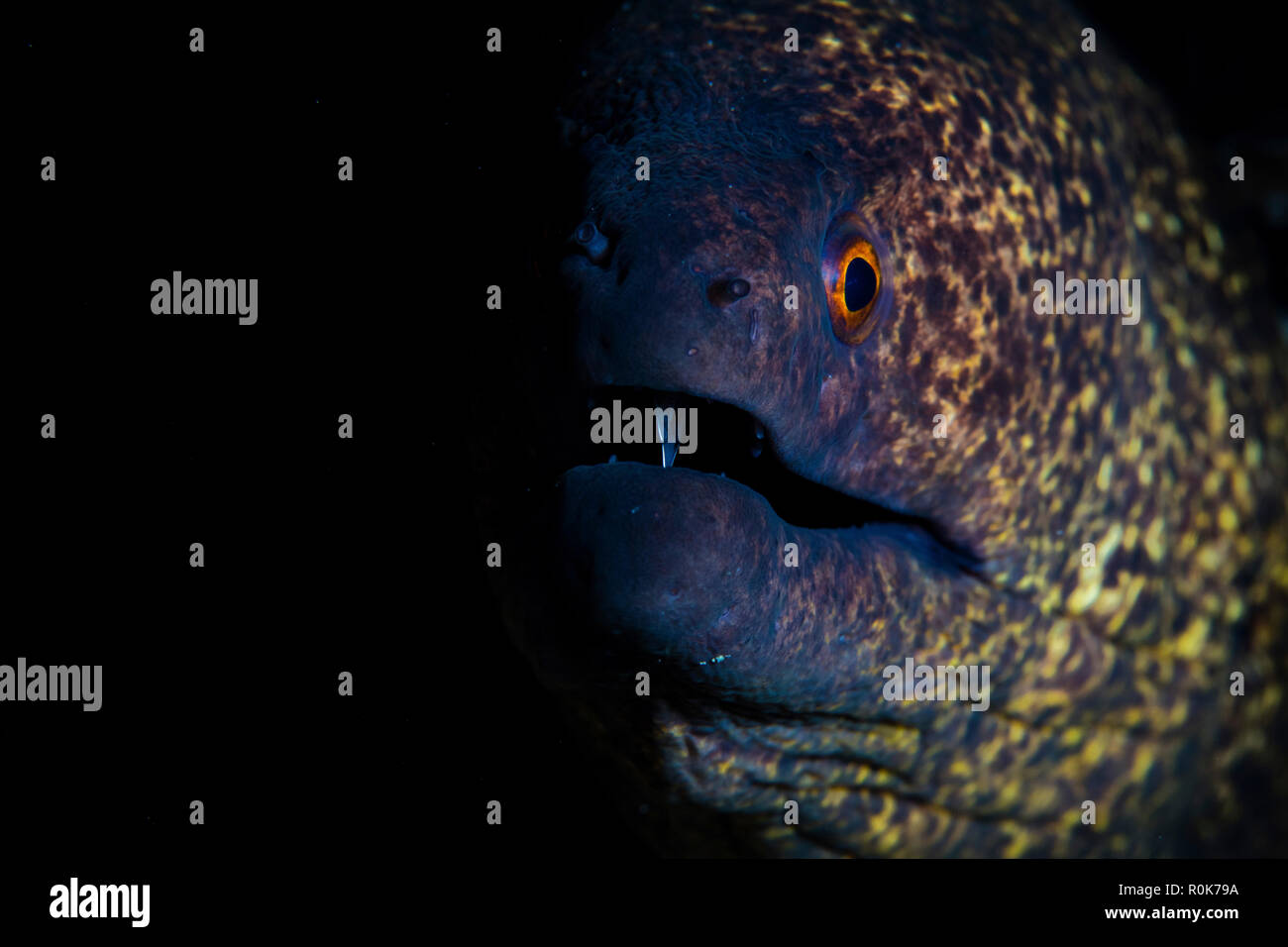 Yellow black moray eel hi-res stock photography and images - Alamy