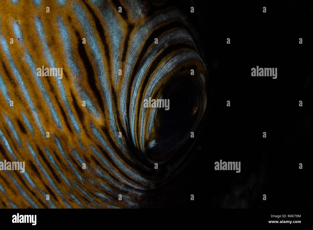 Detail of the eye of a blue-spotted pufferfish Stock Photo - Alamy