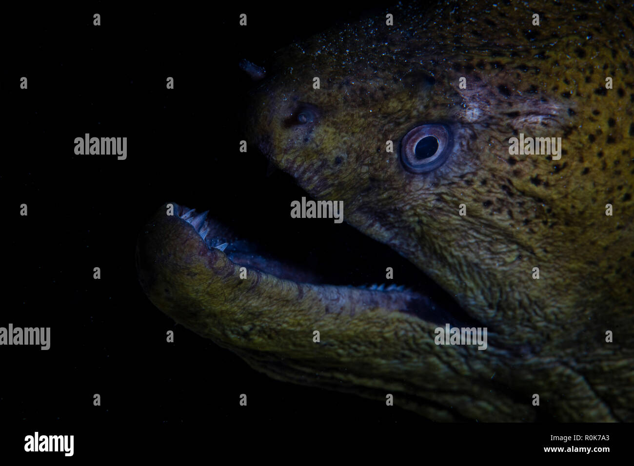 A giant moray eel hunts for prey Stock Photo - Alamy