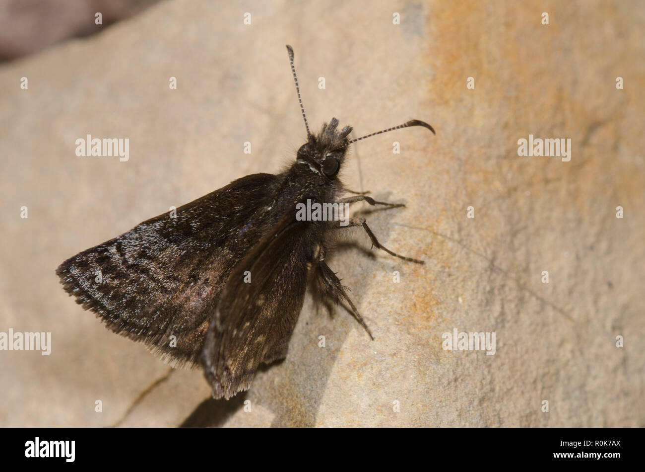 Dreamy Duskywing, Erynnis icelus, male Stock Photo - Alamy