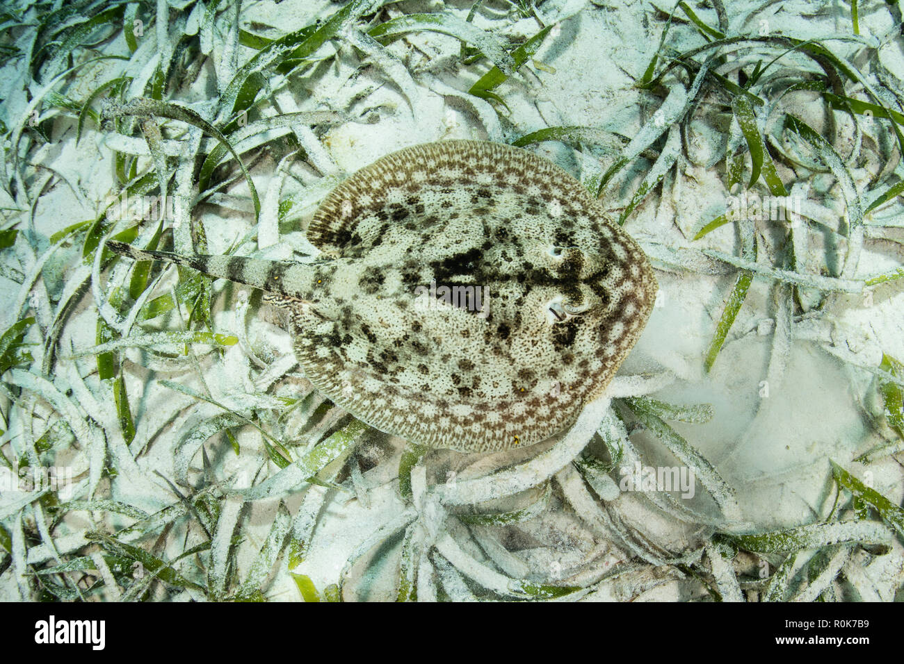 A well-camouflaged yellow stingray swims over a shallow seagrass meadow ...