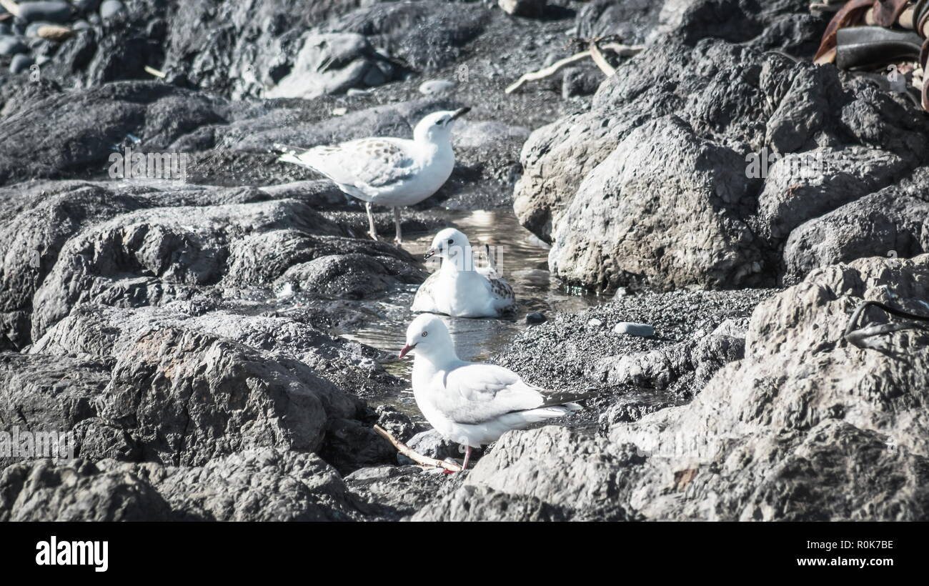 Only in new zealand hi-res stock photography and images - Alamy