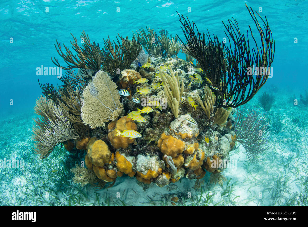 A colorful coral reef full of gorgonians, grows along the edge of ...