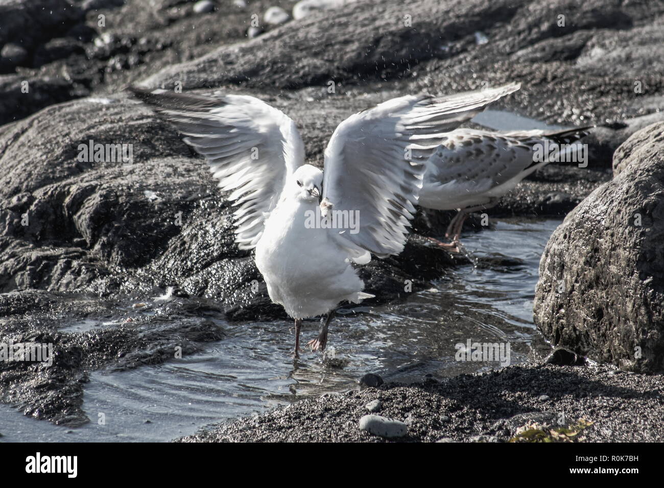 The black-billed gull, also known as Buller's gull, or tarapuka is a ...