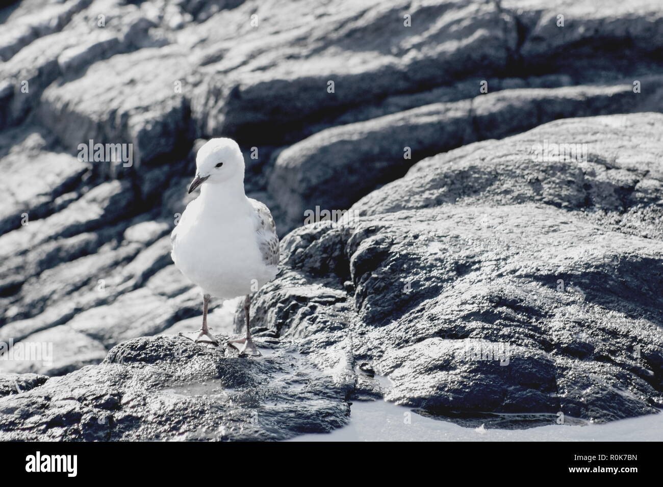 The black-billed gull, also known as Buller's gull, or tarapuka is a ...