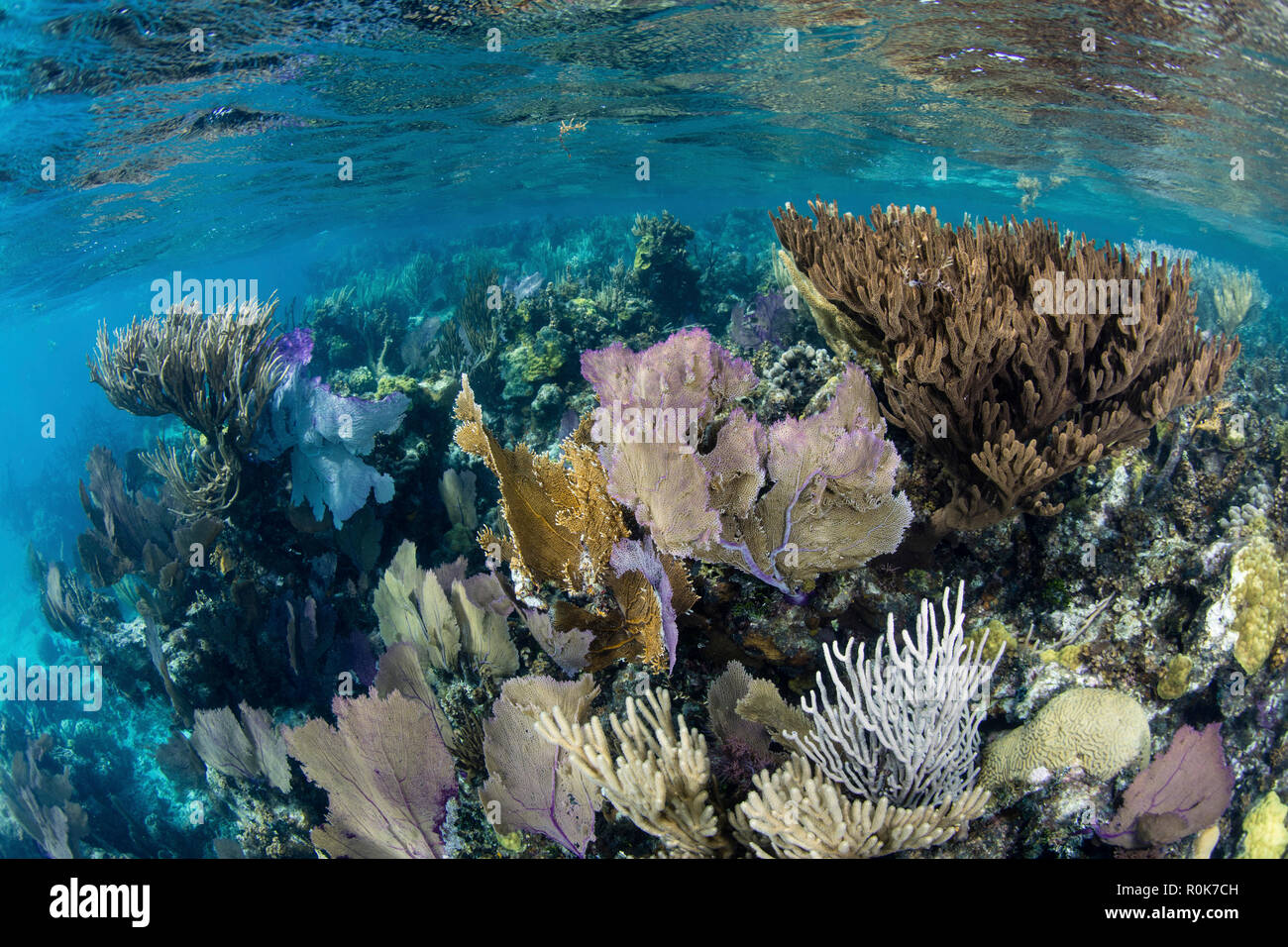 A colorful coral reef full of gorgonians, grows along the edge of ...