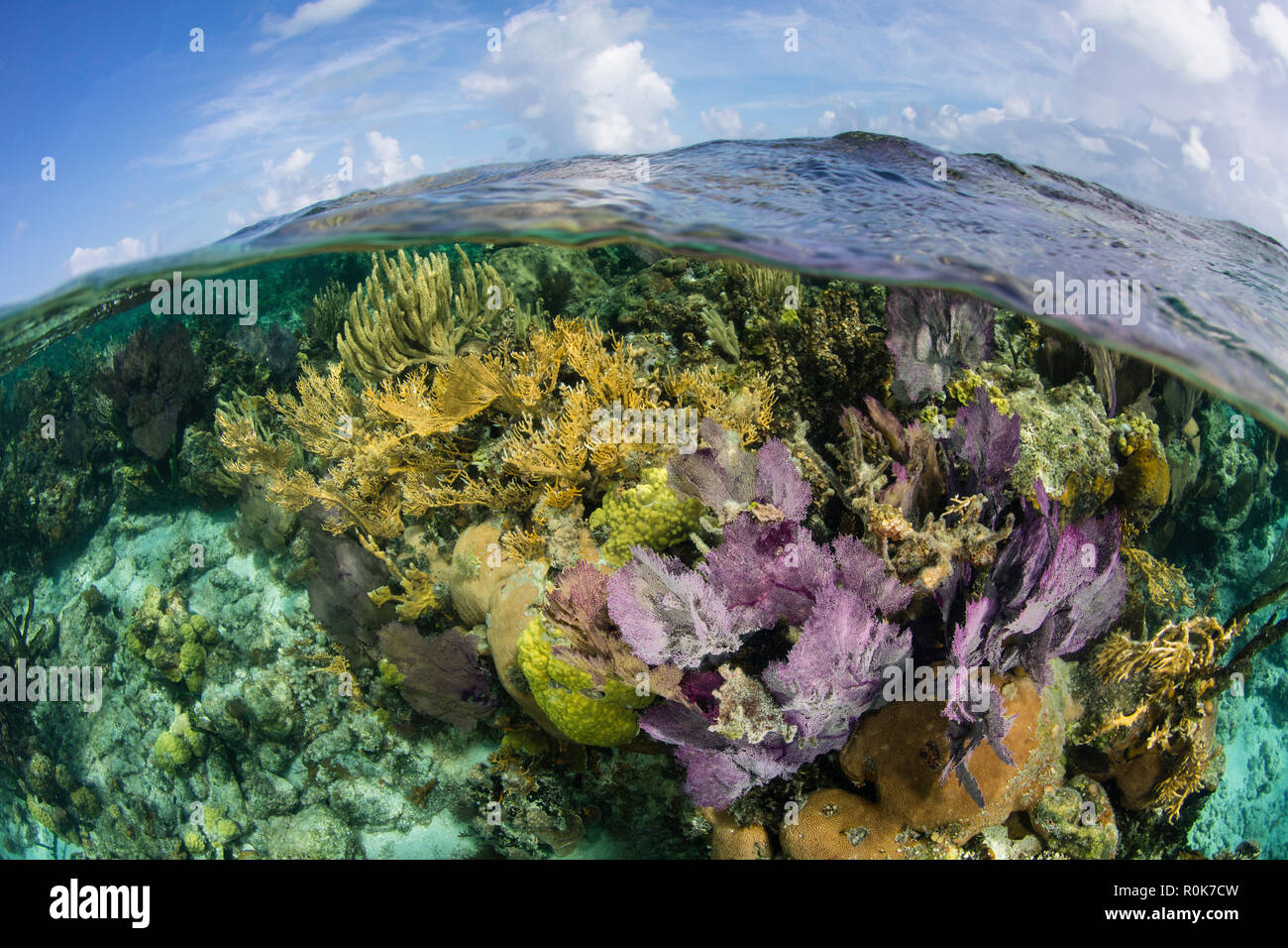 A split level view of a coral reef along the edge of Turneffe Atoll ...