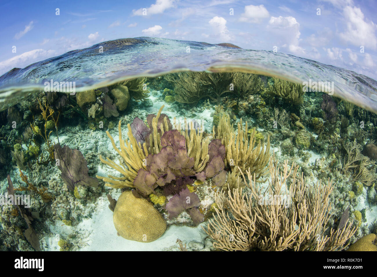 A split level view of a coral reef along the edge of Turneffe Atoll ...