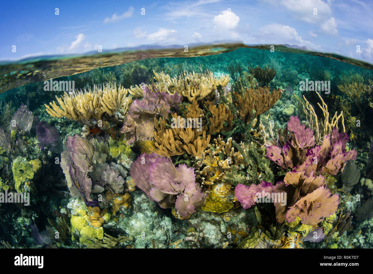 A split level view of a coral reef along the edge of Turneffe Atoll ...