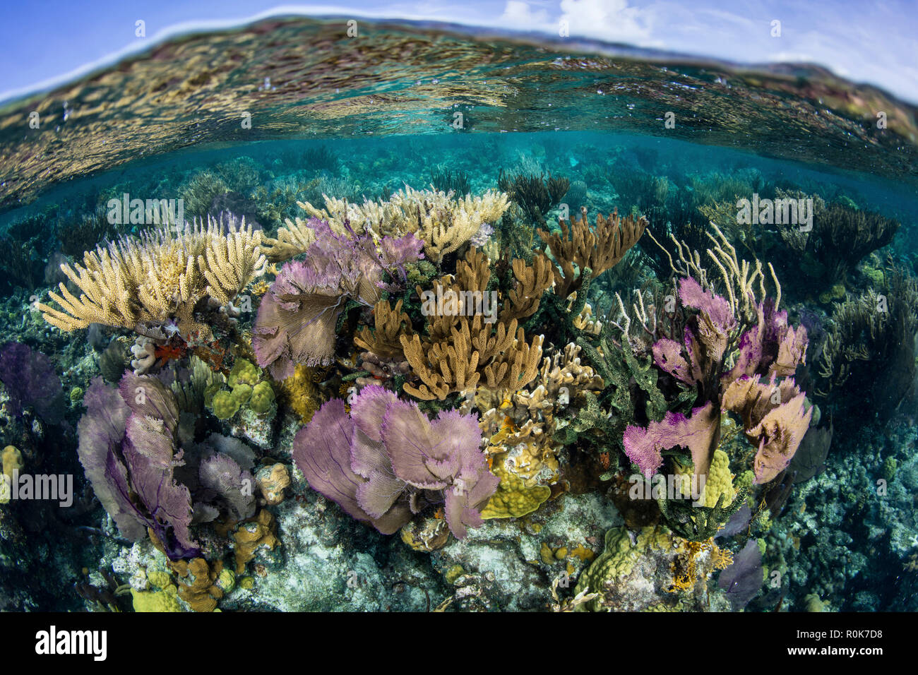 A split level view of a coral reef along the edge of Turneffe Atoll ...