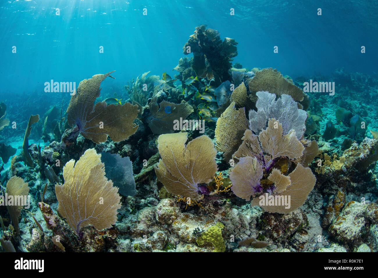 A colorful coral reef full of gorgonians, grows along the edge of ...