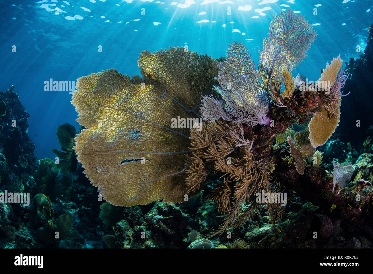 A colorful coral reef full of gorgonians, grows along the edge of ...