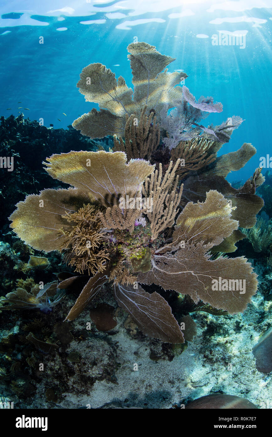 A colorful coral reef full of gorgonians, grows along the edge of ...