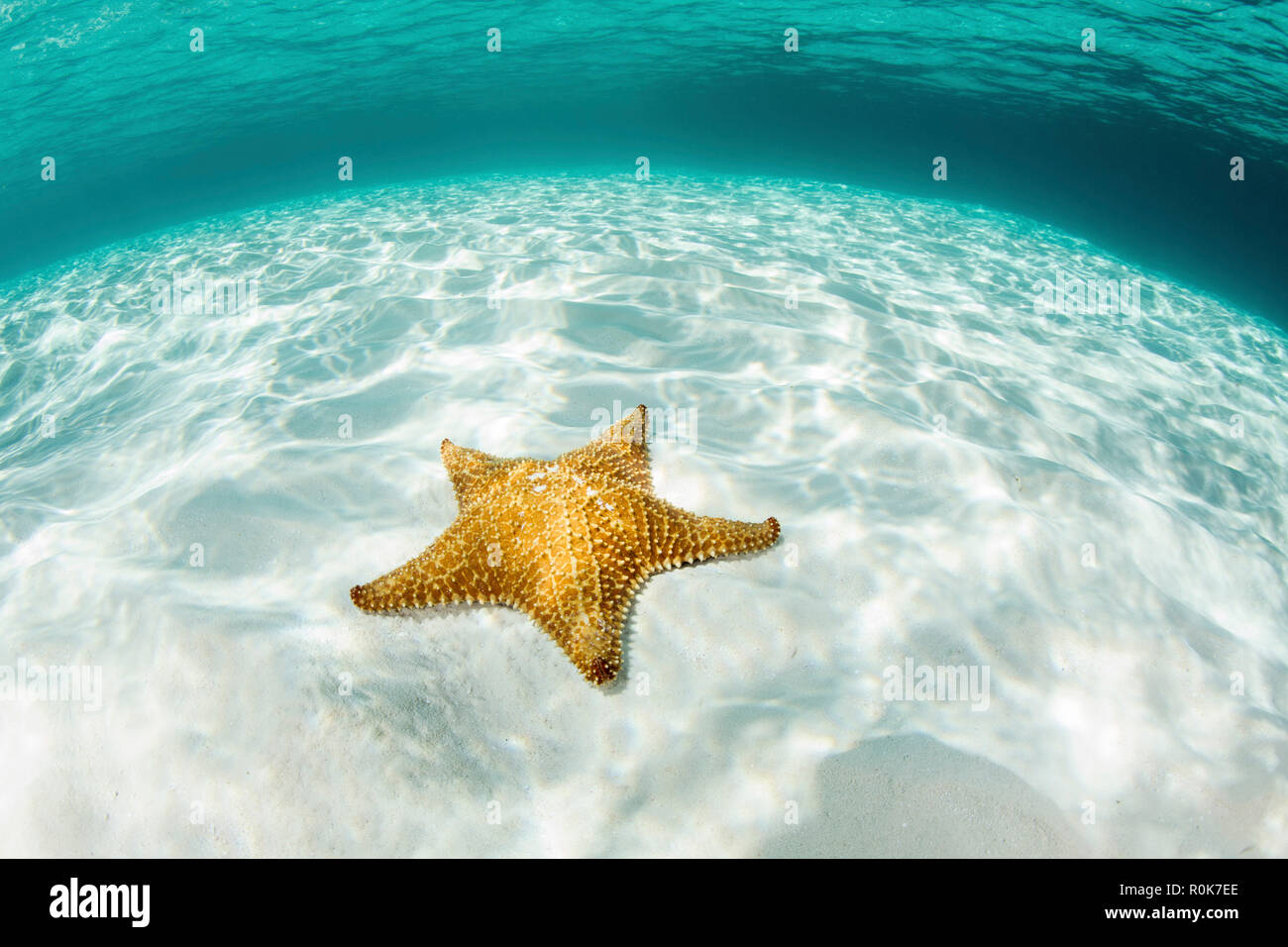 A West Indian starfish crawls over a sandy seafloor in Turneffe Atoll ...