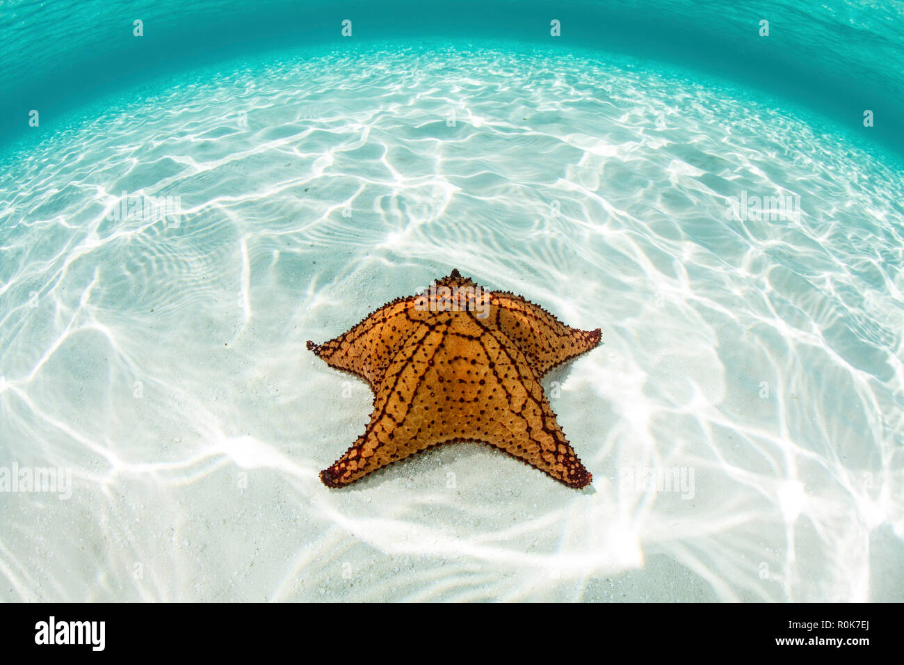A West Indian starfish crawls over a sandy seafloor in Turneffe Atoll ...