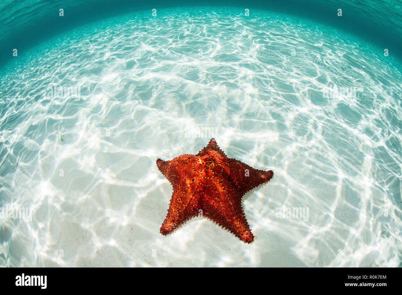 A West Indian starfish crawls over a sandy seafloor in Turneffe Atoll ...