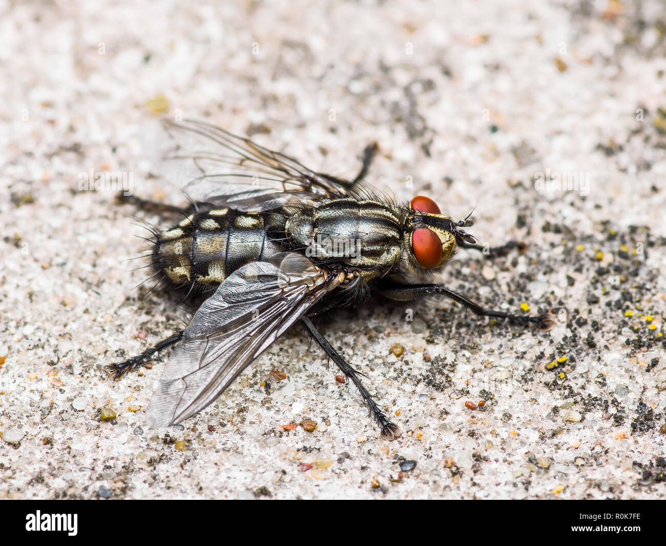 Insect wing rock hi-res stock photography and images - Alamy