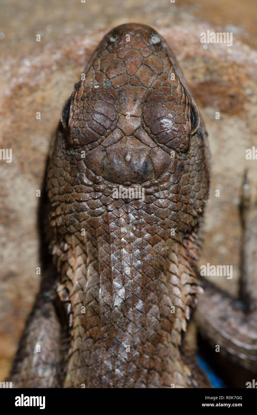 Fence Lizard, Sceloporus consobrinus Stock Photo - Alamy