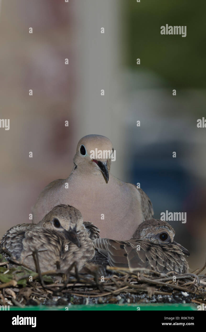 Baby dove hi-res stock photography and images - Alamy