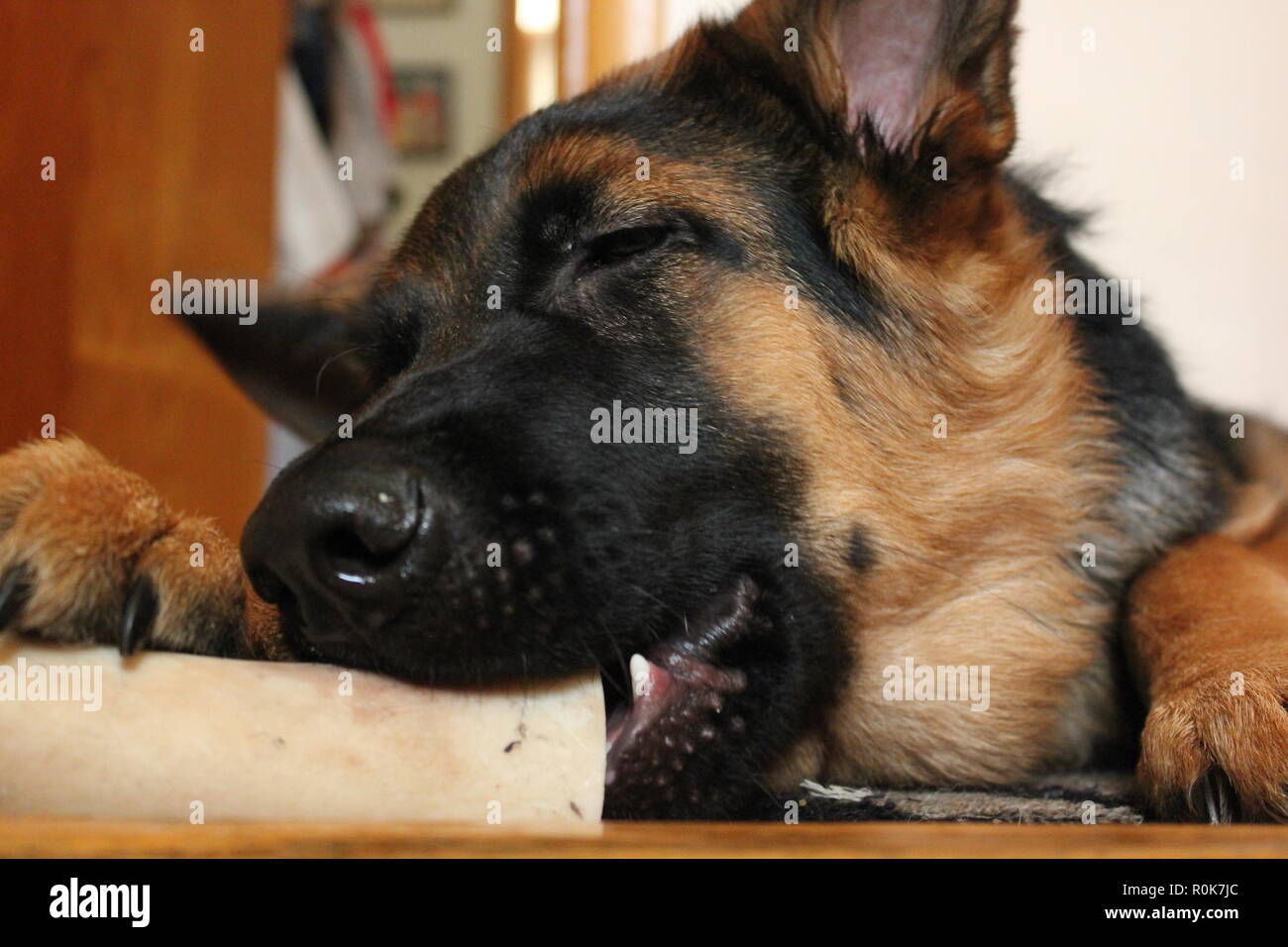 Cute German Shepherd Puppy Names