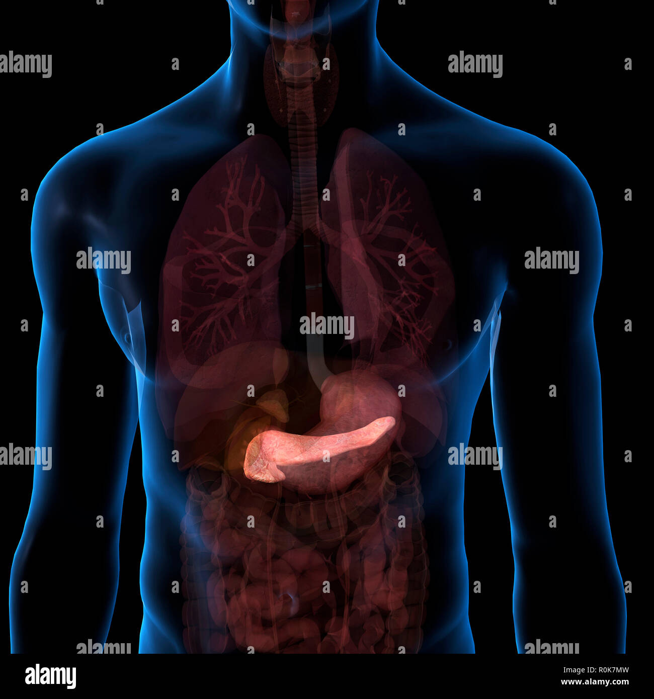 Pancreas isolated within torso, on black background Stock Photo - Alamy