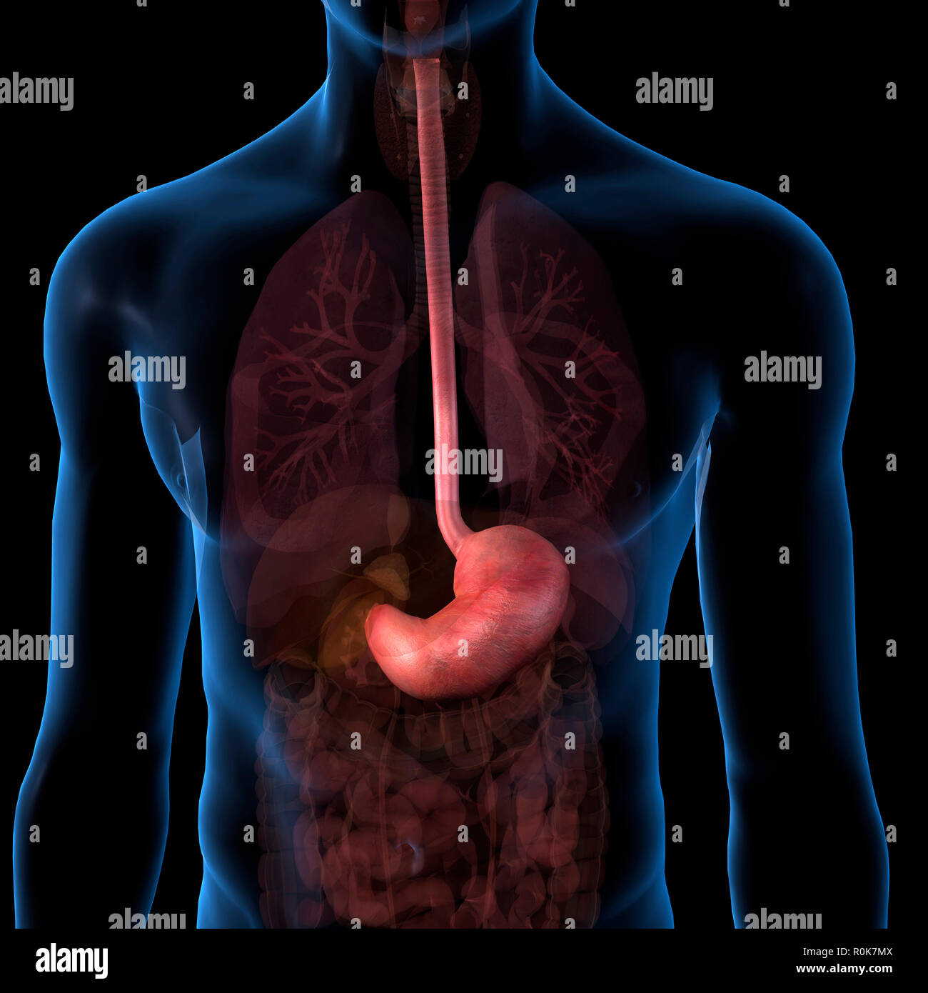Stomach and esophagus isolated within torso Stock Photo - Alamy