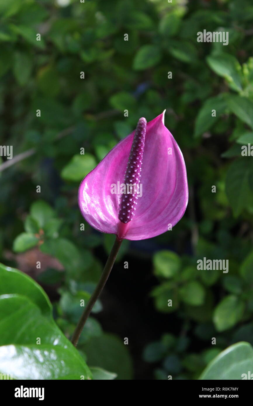 Flawless, beautiful, stunning cultivated lavender tulip anthurium ...