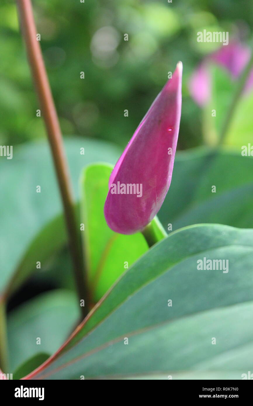 Flawless, beautiful, stunning cultivated lavender tulip anthurium ...