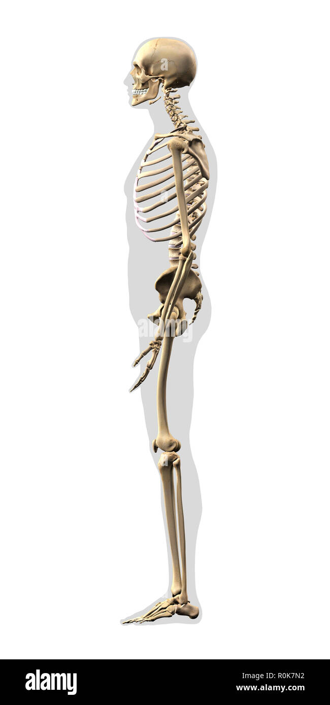 Human skeleton, side view on white background Stock Photo - Alamy