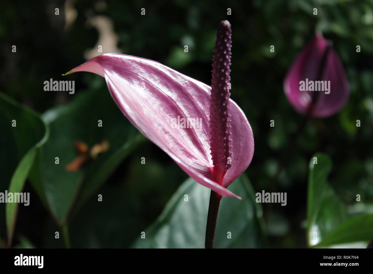 Flawless, beautiful, stunning cultivated lavender tulip anthurium ...