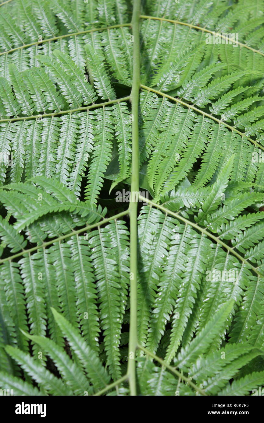 Megaphylls leaves hi-res stock photography and images - Alamy