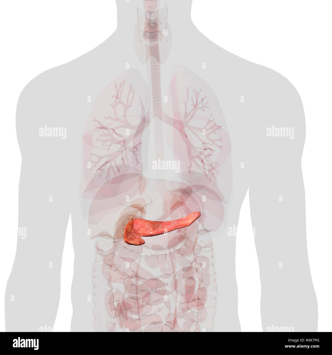Human pancreas isolated within torso on white background Stock Photo ...
