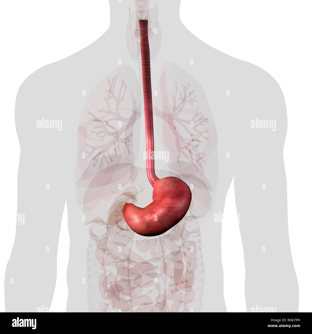 Stomach and esophagus isolated within torso on white background Stock ...