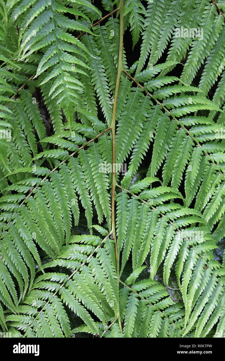 Mexican Tree Fern High Resolution Stock Photography and Images - Alamy