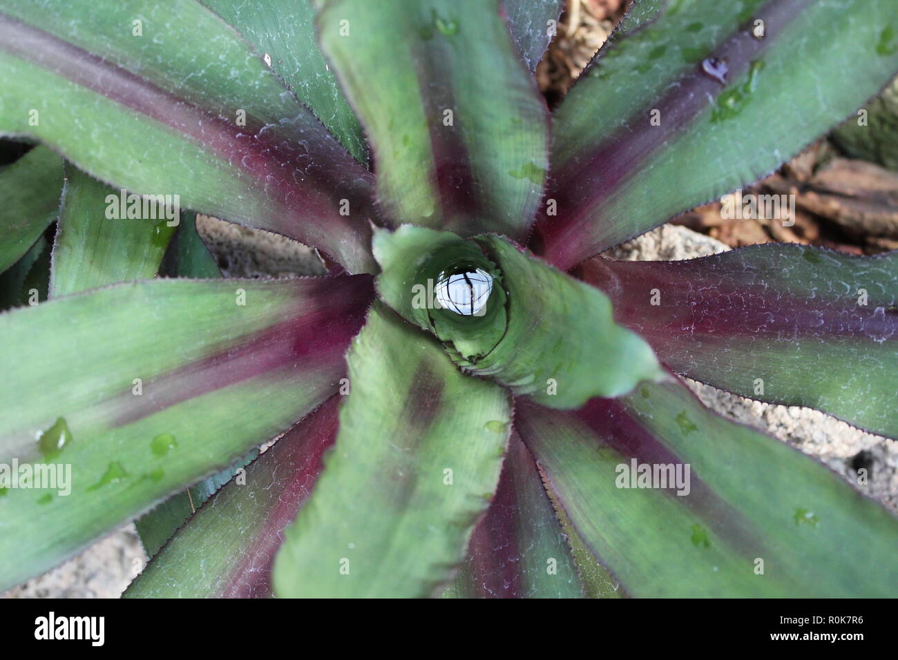 Aechmea fasciata, silver vase, urn plant, flawless, beautiful, stunning ...