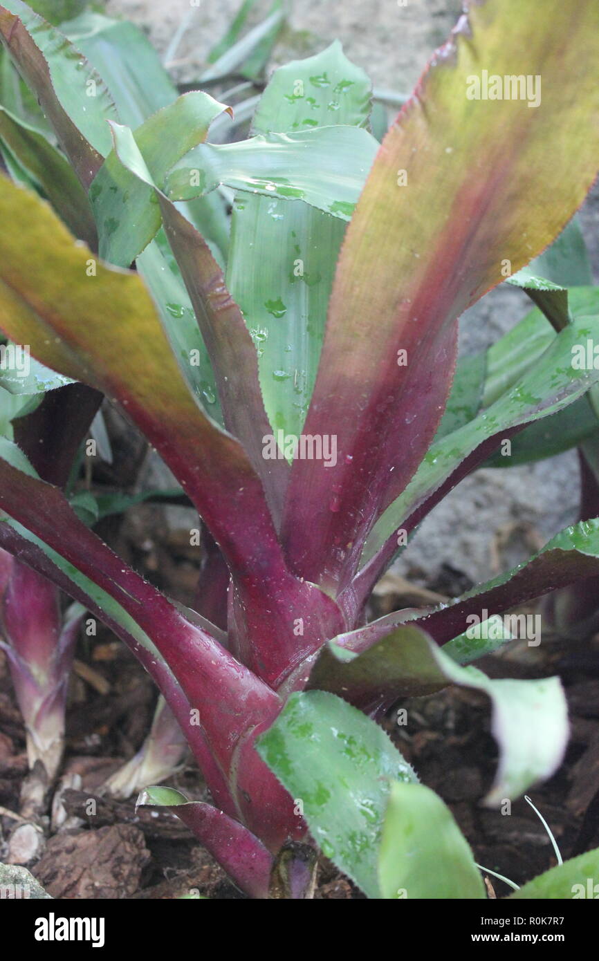 Aechmea fasciata, silver vase, urn plant, flawless, beautiful, stunning ...
