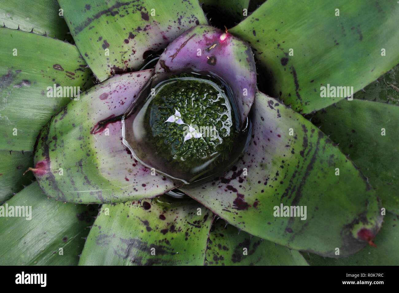 Aechmea fasciata, silver vase, urn plant, flawless, beautiful, stunning ...